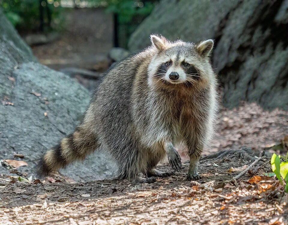 Americas - Drunk Raccoon Found Passed Out After Raiding Virginia Liquor ...