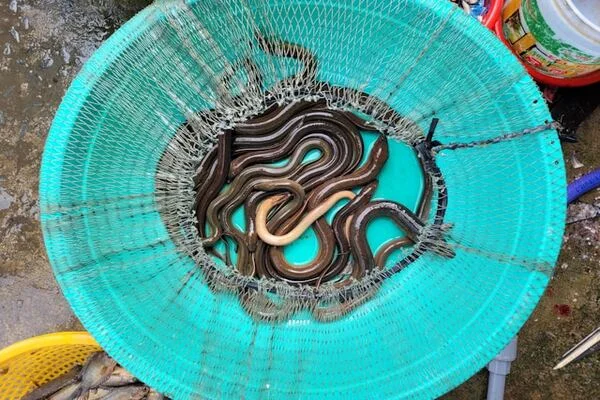 Nigeria - Unconventional Meats Flood Calabar Markets Amid Soaring Beef ...