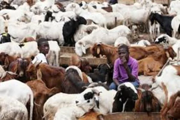 Nigeria - Skyrocketing Ram Prices Cast Shadow Over Sallah Festivities ...