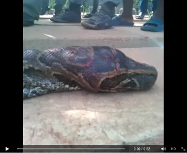 Metro - [VIDEO] Giant Snake Found in Lagos Flood | Nigerian Bulletin